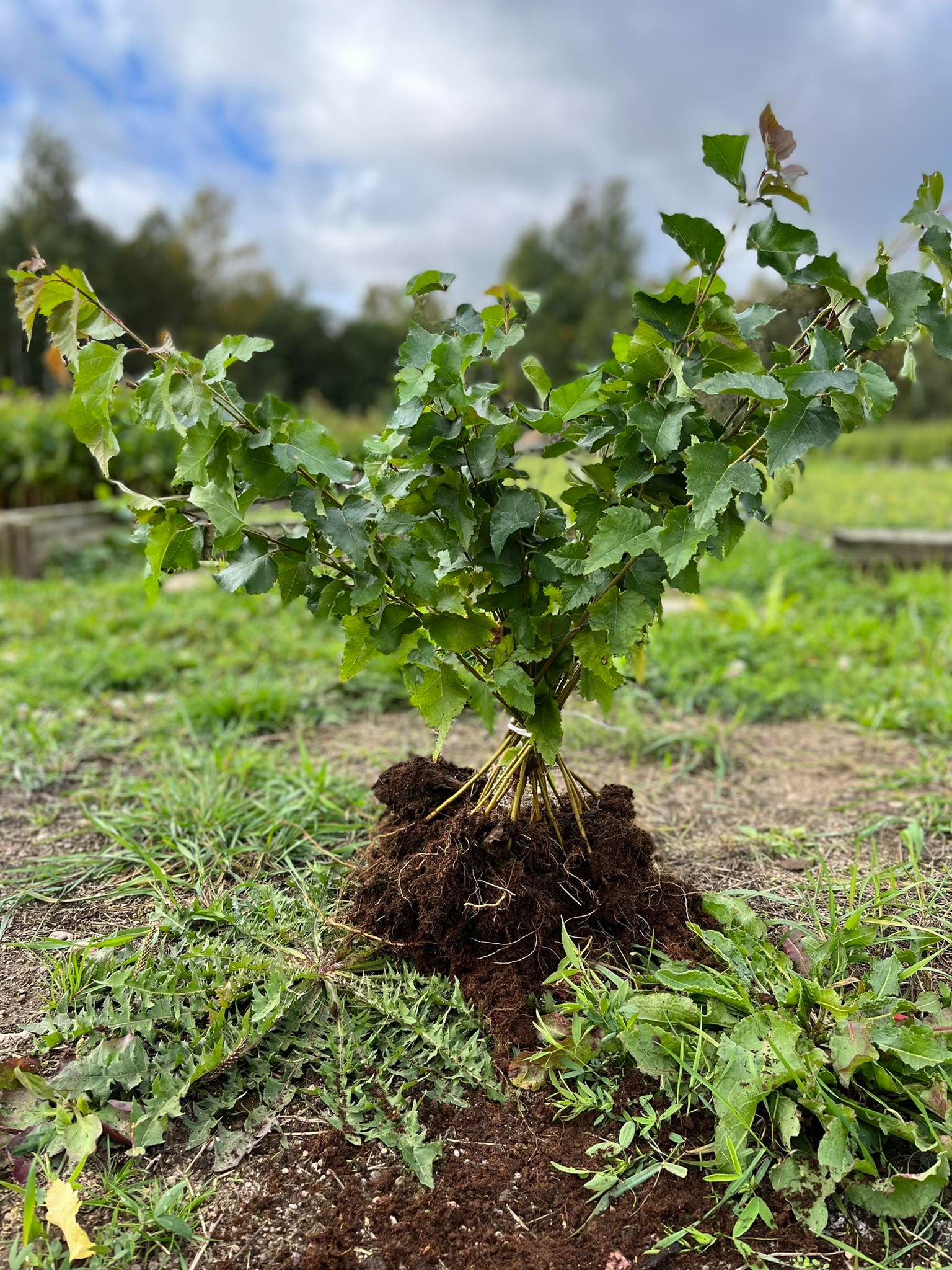 Arukask – Kuusikuistikud