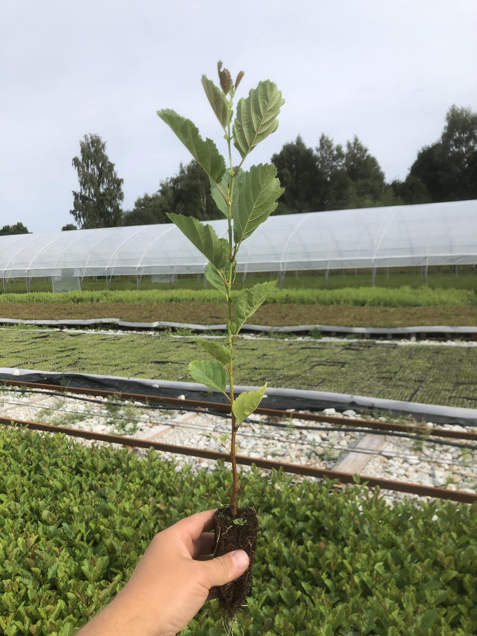 Sanglepp – Kuusikuistikud - Kodumaised metsataimed otse tootjalt!